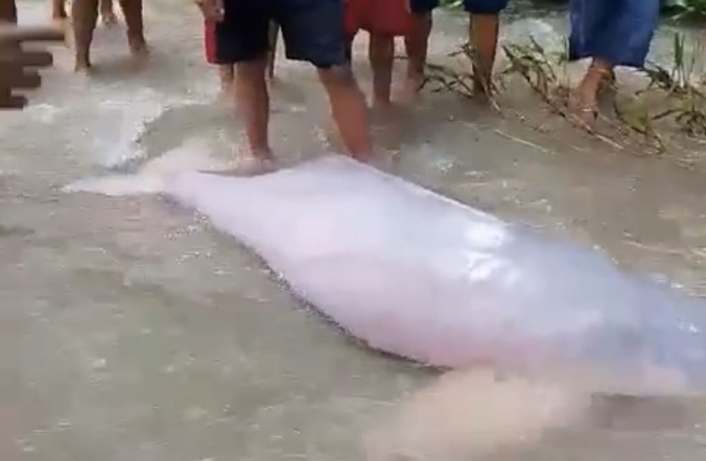 Boto-cor-de-rosa encalha em rio do Acre, uma das espécies mais ...